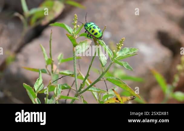 Jewel bugs. Its other names metallic shield bugs and Asian blue jewel ...