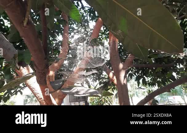 Spider web on mango tree. The spiders build large, circular webs that ...
