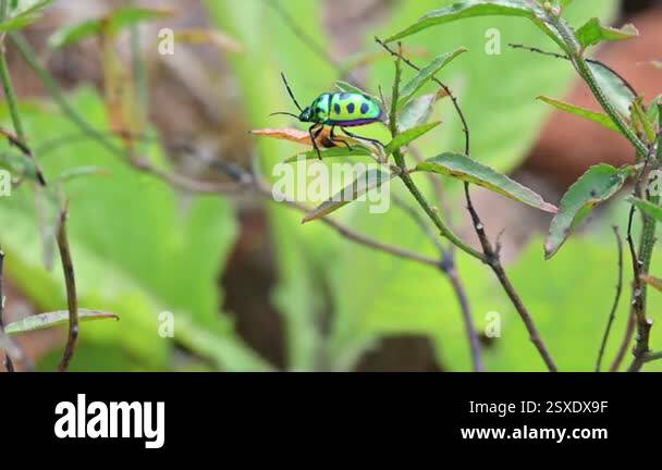 Jewel bugs. Its other names metallic shield bugs and Asian blue jewel ...