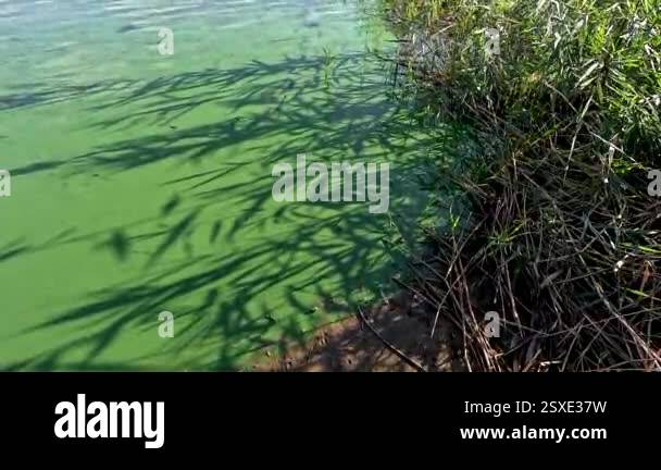 shadows on water. green water in the river. green lake. beautiful ...