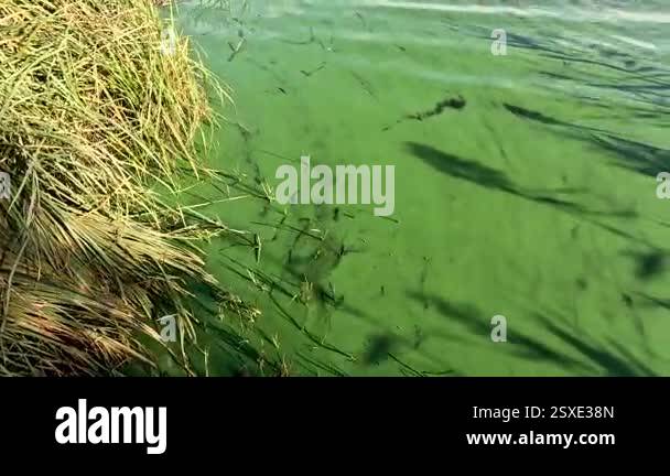 shadows on water. green water in the river. green lake. beautiful ...