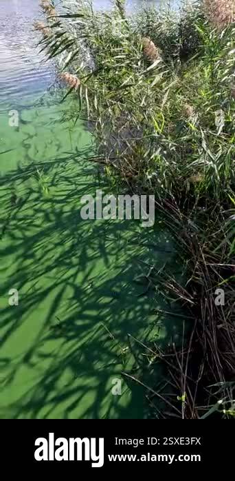 shadows on water. green water in the river. green lake. beautiful ...