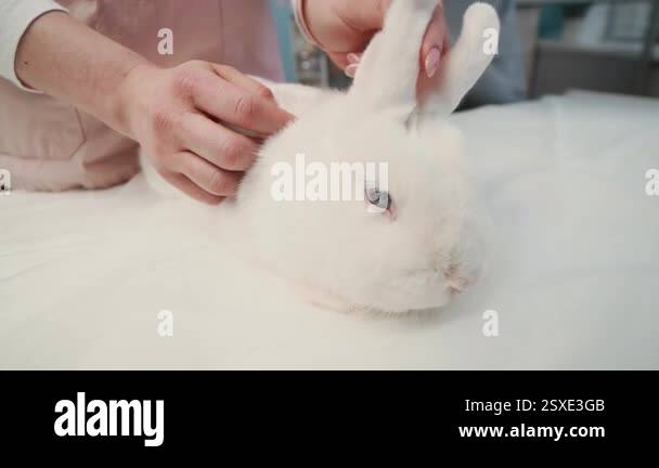 Cropped shot of unrecognizable female vet hands examining carefully ...