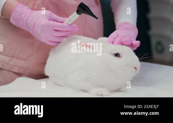 Cropped shot of unrecognizable female vet in lab coat and pink sterile ...