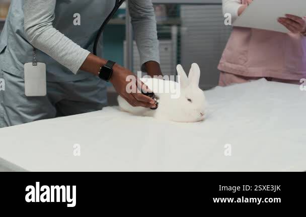 Tilt up shot of young Black male vet examining domestic white rabbit on ...