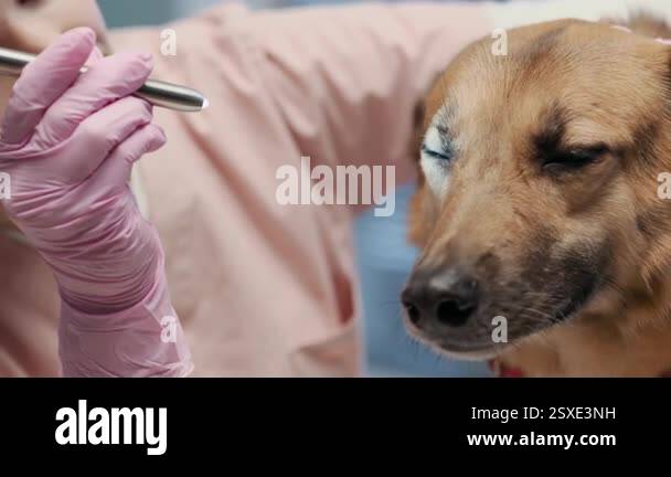 Young concentrated Caucasian female vet in pink scrubs and sterile ...