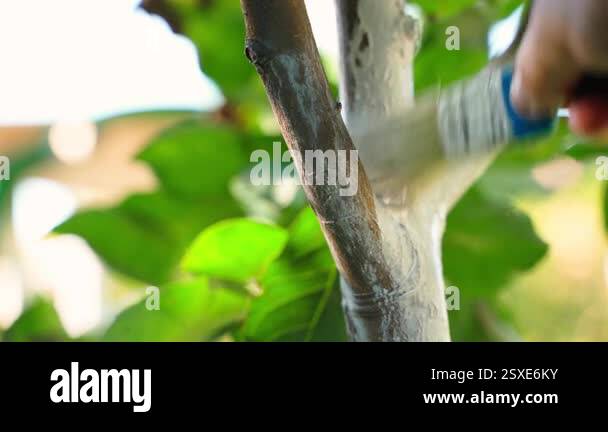 Whitewashing trees close-up. The trunk of a young tree is treated with ...