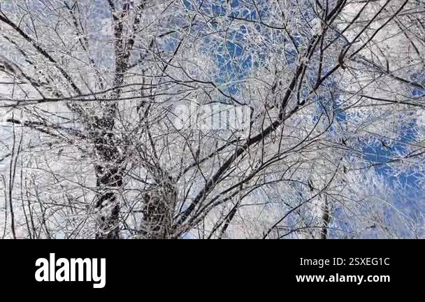 slow motion video 4k snow falling from branches. slow motion video ...
