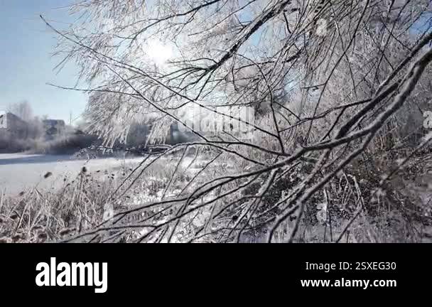 slow motion video 4k snow falling from branches. slow motion video ...