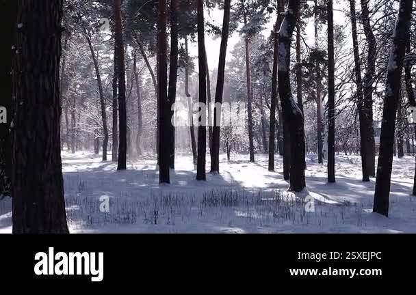 Enchanting winter scene in a forest with melting snow falling off the ...