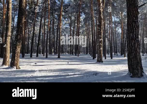Enchanting winter scene in a forest with melting snow falling off the ...