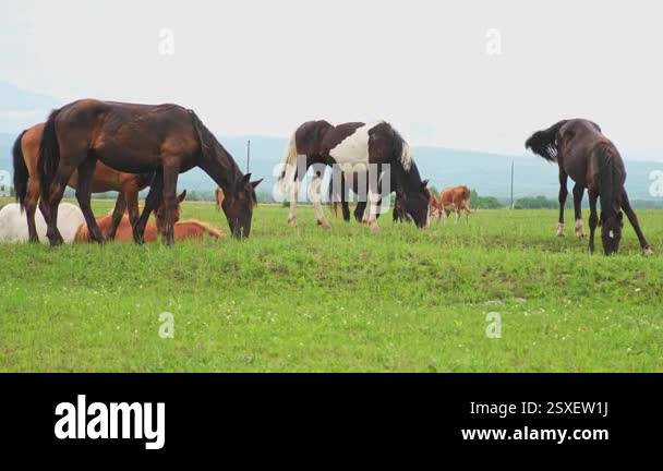 Modern animal livestock. Horses grazing in green field grassland farm ...