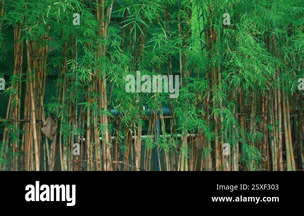 A dense cluster of green bamboo stalks and leaves, creating a lush and ...