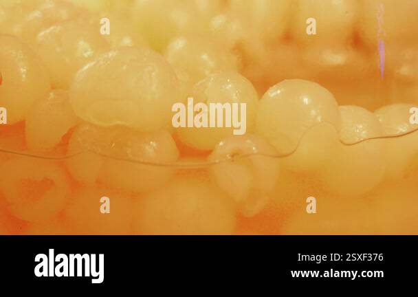 Close-up of translucent, peeled lychee fruits in a sweet syrup ...
