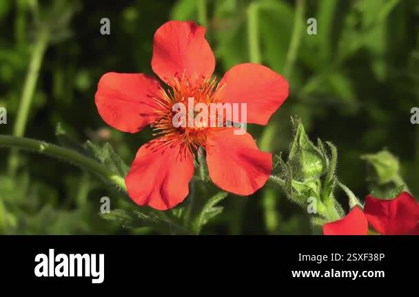 Geum genus Stock Videos & Footage - HD and 4K Video Clips - Alamy