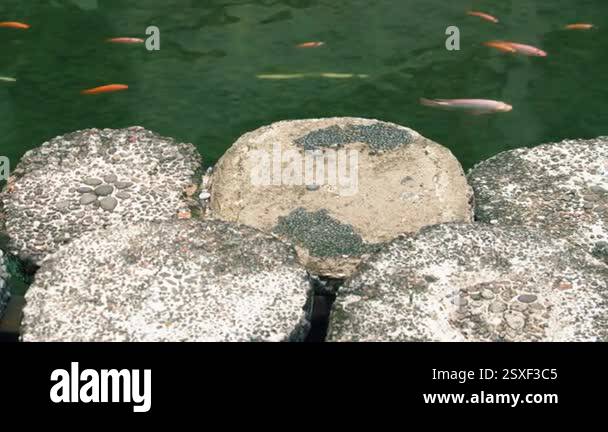 A serene pond scene featuring circular stepping stones with textured ...