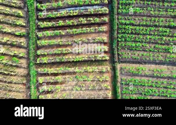Aerial View of Rows of Trellis-Supported Crops and Corn in a Farm Field ...