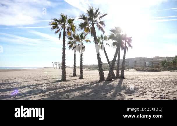 Sunlit Palm Trees on a Sandy Beach with a Distant Seascape Stock Video ...