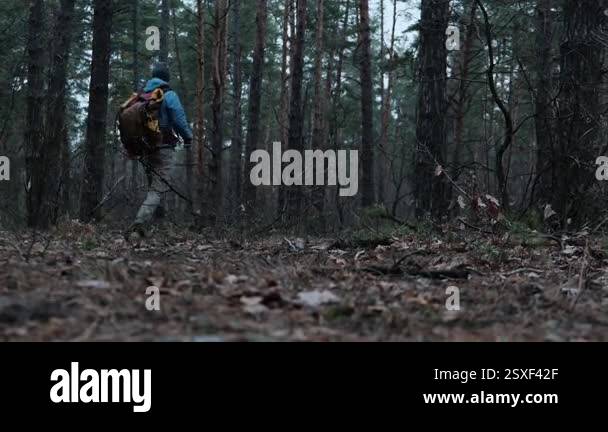 A hiker with a backpack walks through a dense forest, stepping over ...