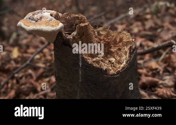 A decayed tree stump with a large bracket fungus growing on its side ...