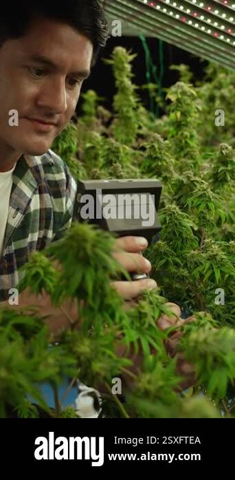 Cannabis farmer use microscope to analyze CBD in curative cannabis farm ...