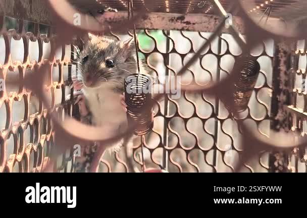 A mouse in cage, in door Chiangmai Thailand Stock Video Footage - Alamy