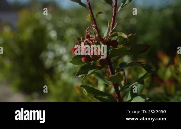Close-up of an arbutus unedo plant with red berries and green leaves in ...