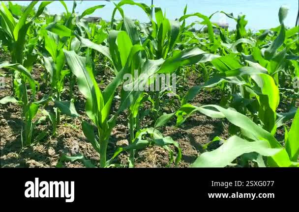 Corn field. Slow motion video: plants in corn field with large shiny ...