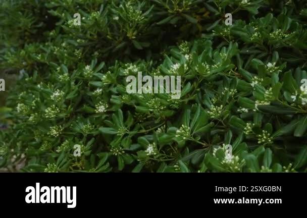Close-up of pistacia lentiscus, commonly known as mastic tree ...