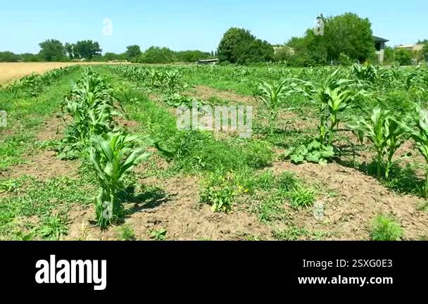 Mixed crops in agriculture. Slow motion video: agriculture, corn and ...