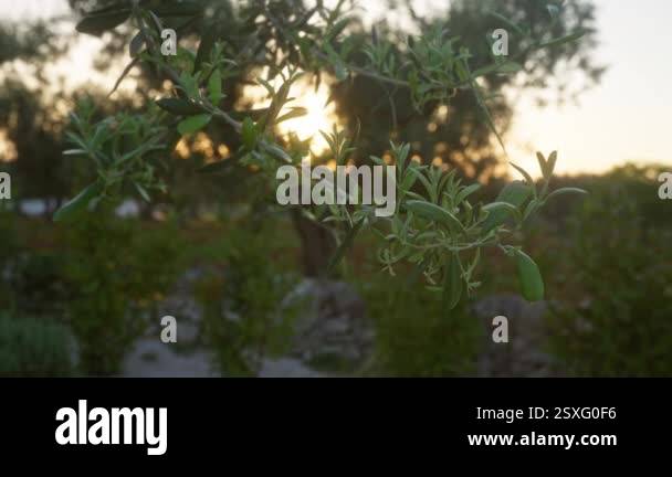 Sunset shines through the vibrant olive leaves in a serene puglia ...