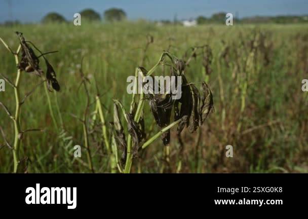 Withered plants in a sunlit field in puglia, italy, showcase signs of ...