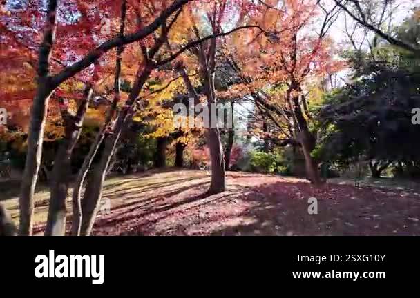 Showa Memorial Park Tokyo Japan Scenic Natural Landscape View, Dec 4 ...