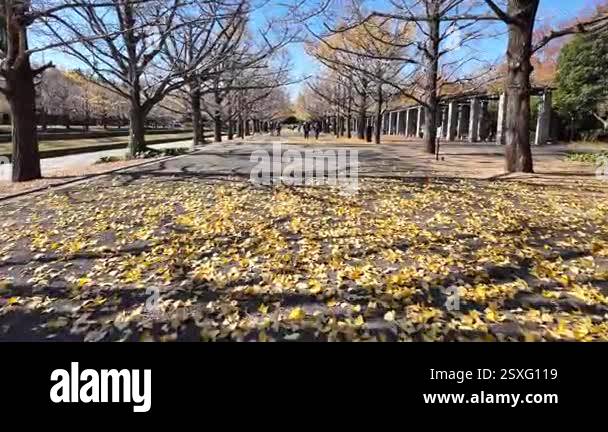 Showa Memorial Park Tokyo Japan Scenic Natural Landscape View, Dec 4 ...