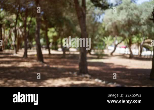 Blurred photo of an outdoor park scene with defocused trees, natural ...