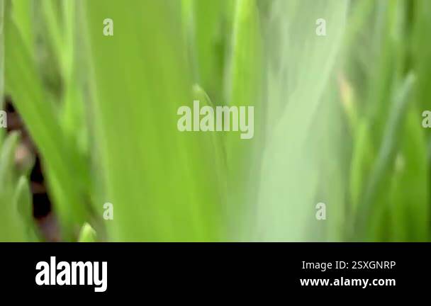 Wheatgrass plant,raw microgreen,herbal for health,fresh and long leaves ...