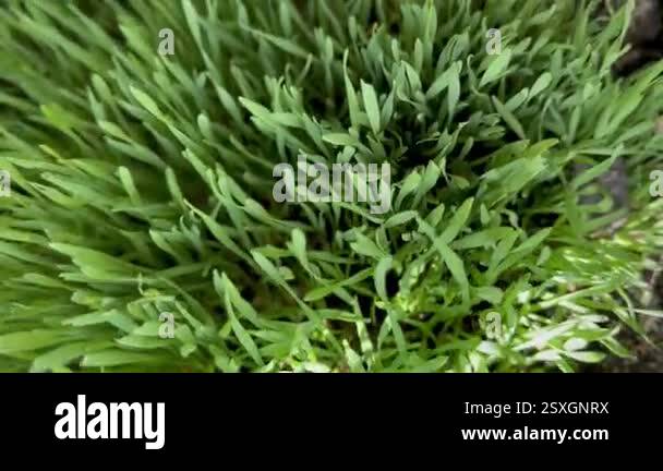 Wheatgrass plant,raw microgreen,herbal for health,fresh and long leaves ...