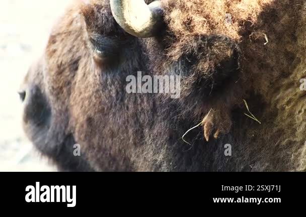 Head in profile of a ruminant. Nose and mouth. Bison chewing. Bison ...