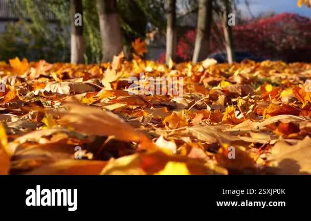 Close up view of empty autumn park at sunset. Brown maple leaves lying ...