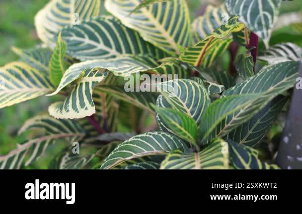 Sanchezia leaves are large, glossy, and green with prominent yellow ...