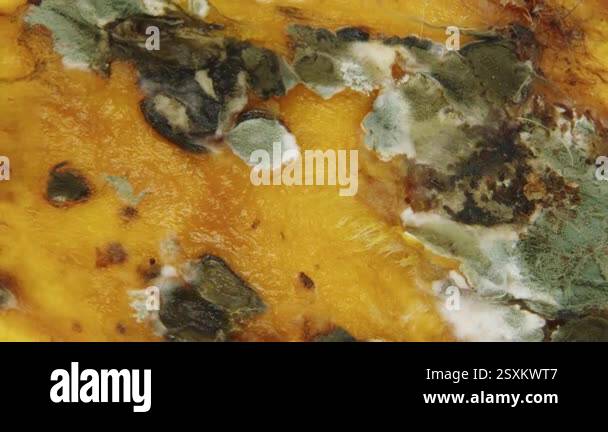 Time-lapse footage captures the decomposition of a ripe mango ...