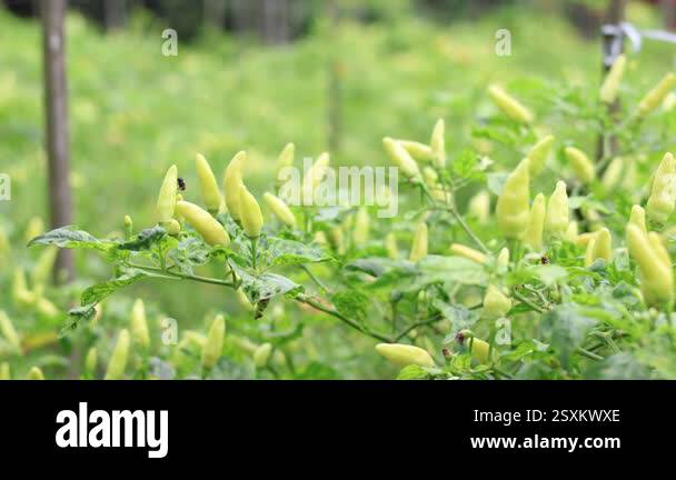 Capsicum annuum (pepper) The ingredients used in various types of ...
