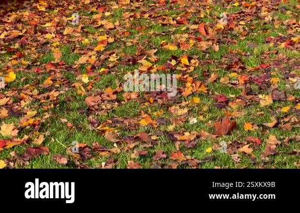 Peaceful countryside meadow covered in fallen autumn leaves with ...