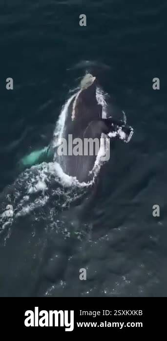 A large humpback whale was clearly visible on the surface of the sea ...