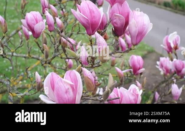 A bunch of pink magnolia flowers are blooming on a tree. The flowers ...