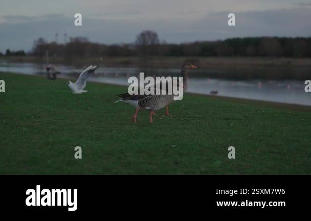 Grey goose waterfowl of the duck family on green grass near a lakeside ...
