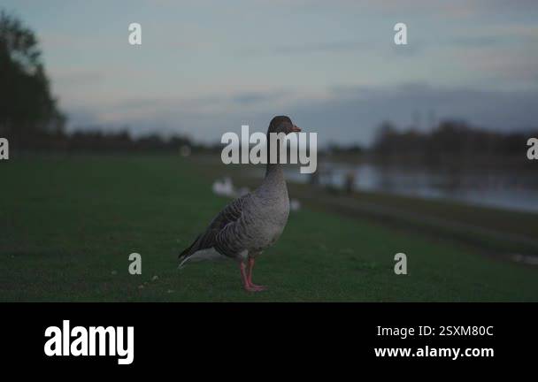 Grey goose waterfowl of the duck family on green grass near a lakeside ...