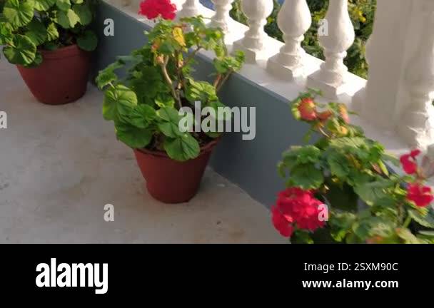 POKHARA, NEPAL - JANUARY 16, 2025: Vibrant red flower pots displaying ...