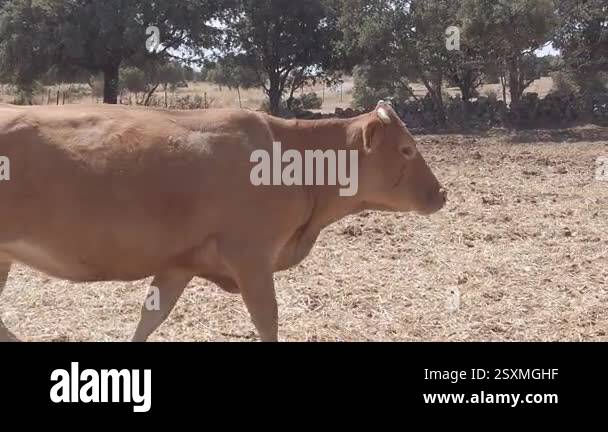 A cow walks past in slow motion - 273 Stock Video Footage - Alamy