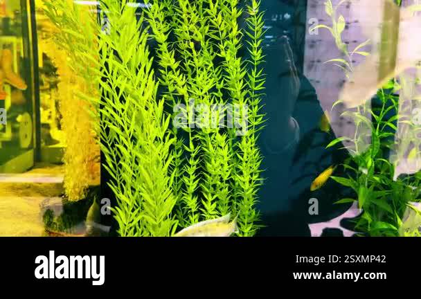 Sea fishes in Aquarium in shopping mall. Sea life in aquarium ...